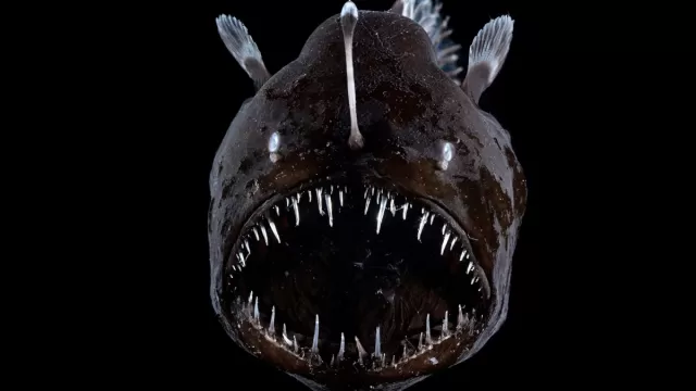 How Do Anglerfish Survive in the Deep Sea? 5 Amazing Facts